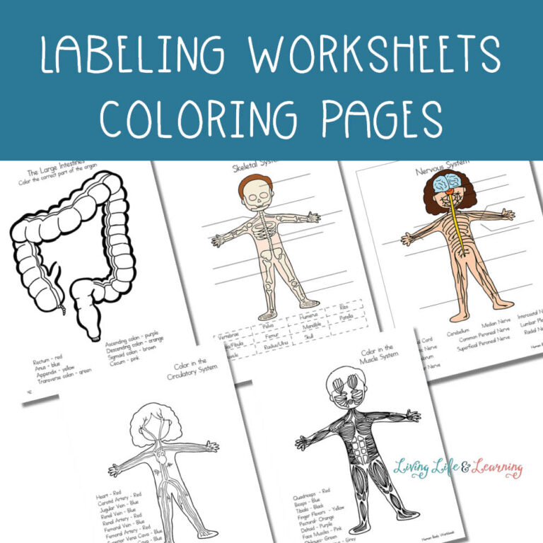Curious Learners Print & Go Activity Kit: Human Body