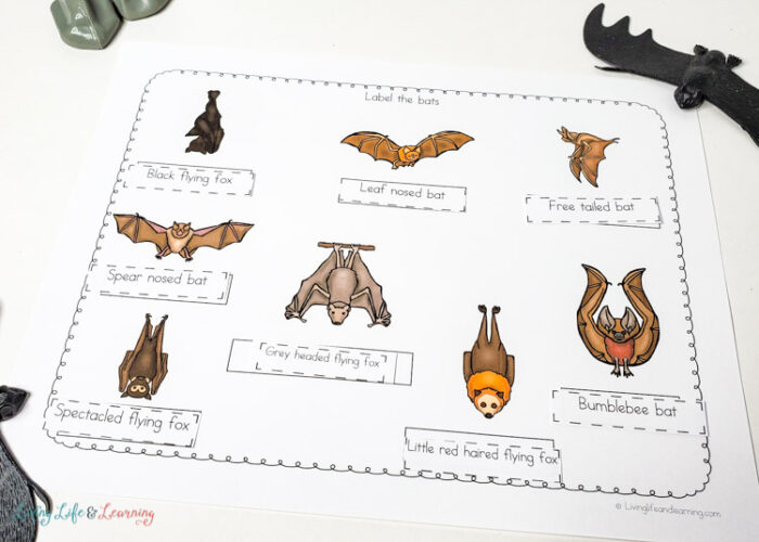 Junior Scientist Science Study: Bats