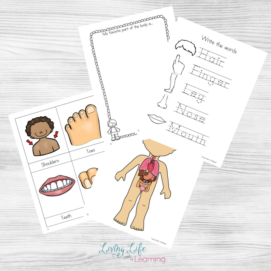 Junior Scientist Science Study: Human Body