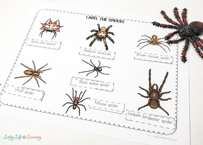 October Bundle - Bats, Spiders, Human Body