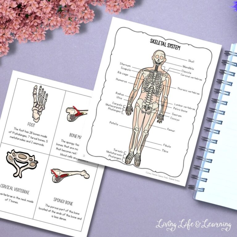 Curious Scientist Science Study: Skeletal System
