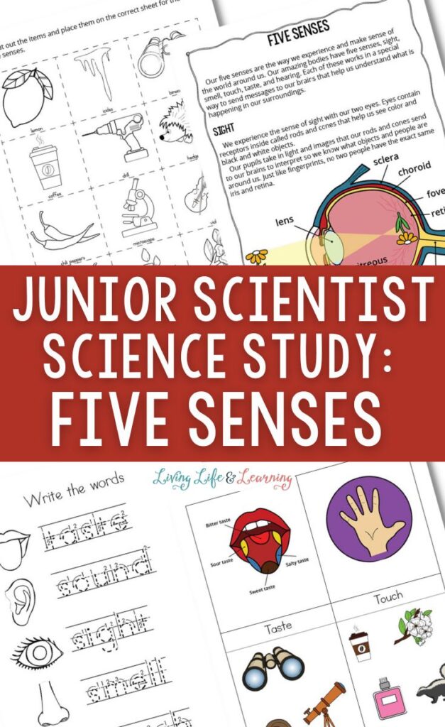 Junior Scientist Science Study: Five Senses
