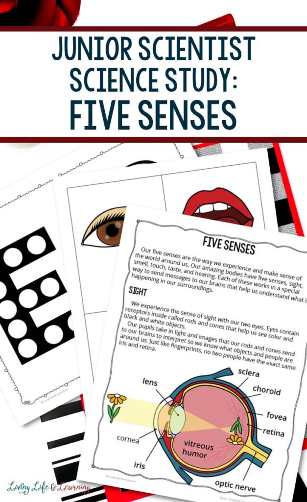 Junior Scientist Science Study: Five Senses