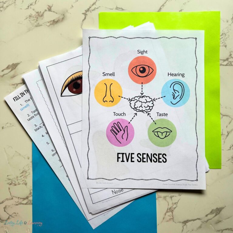 Junior Scientist Science Study: Five Senses
