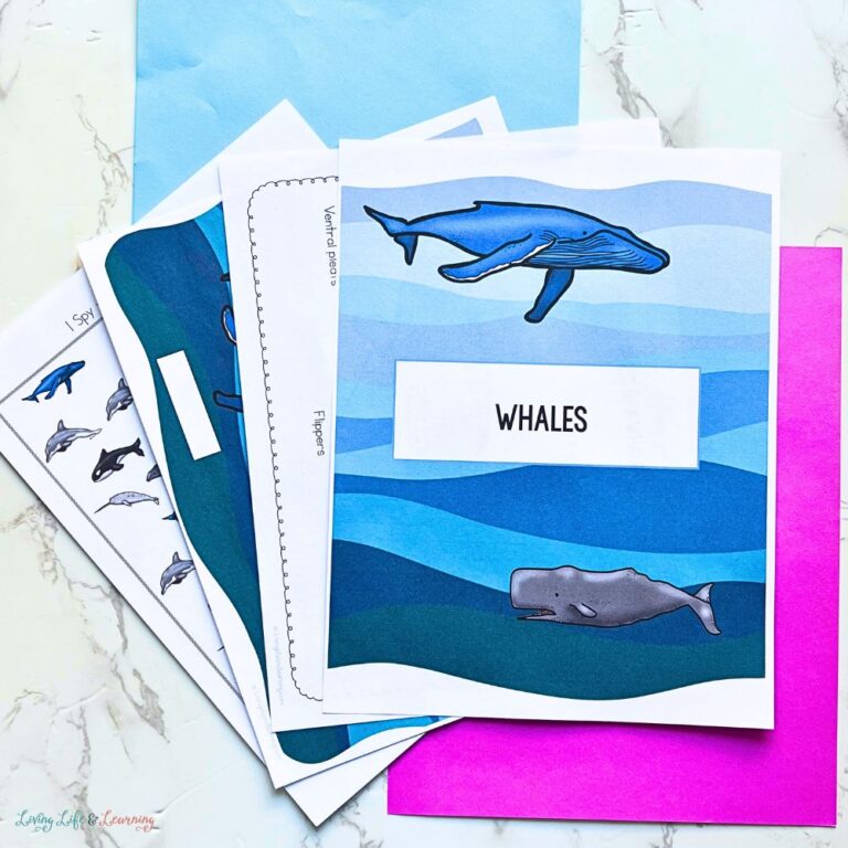 Junior Scientist Science Study: Whales