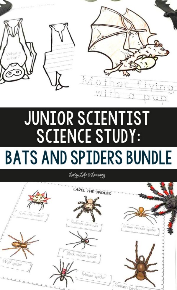 Bats and Spiders Bundle