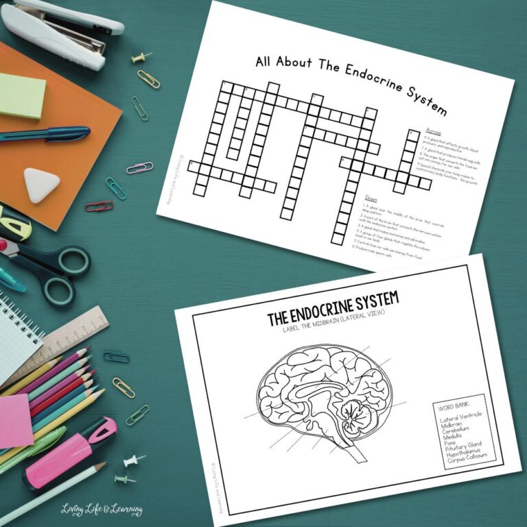 Curious Scientist Science Study: Endocrine System