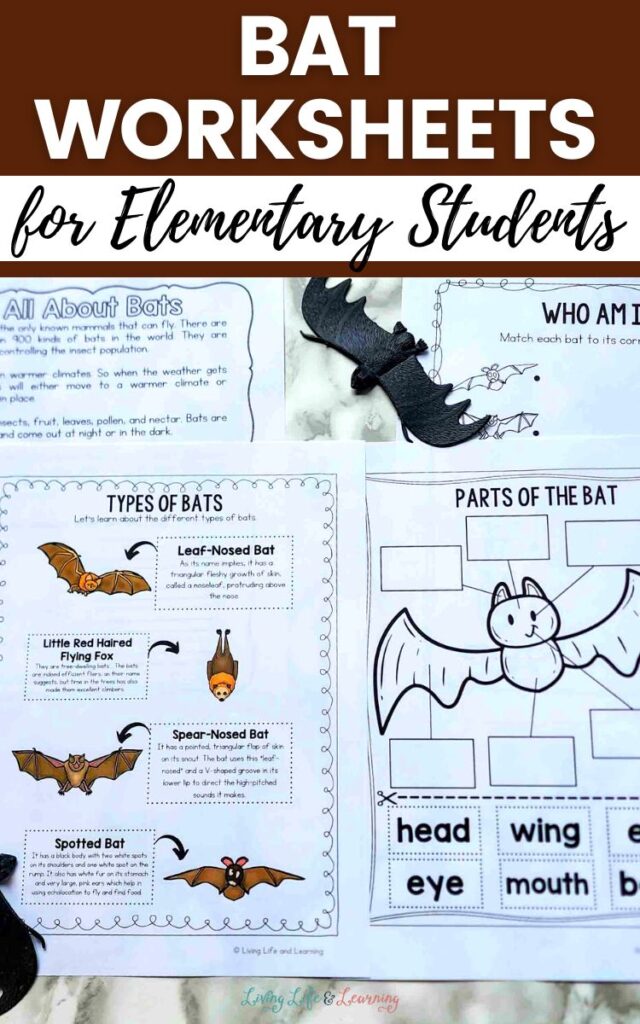 Bat Worksheets for Elementary Students