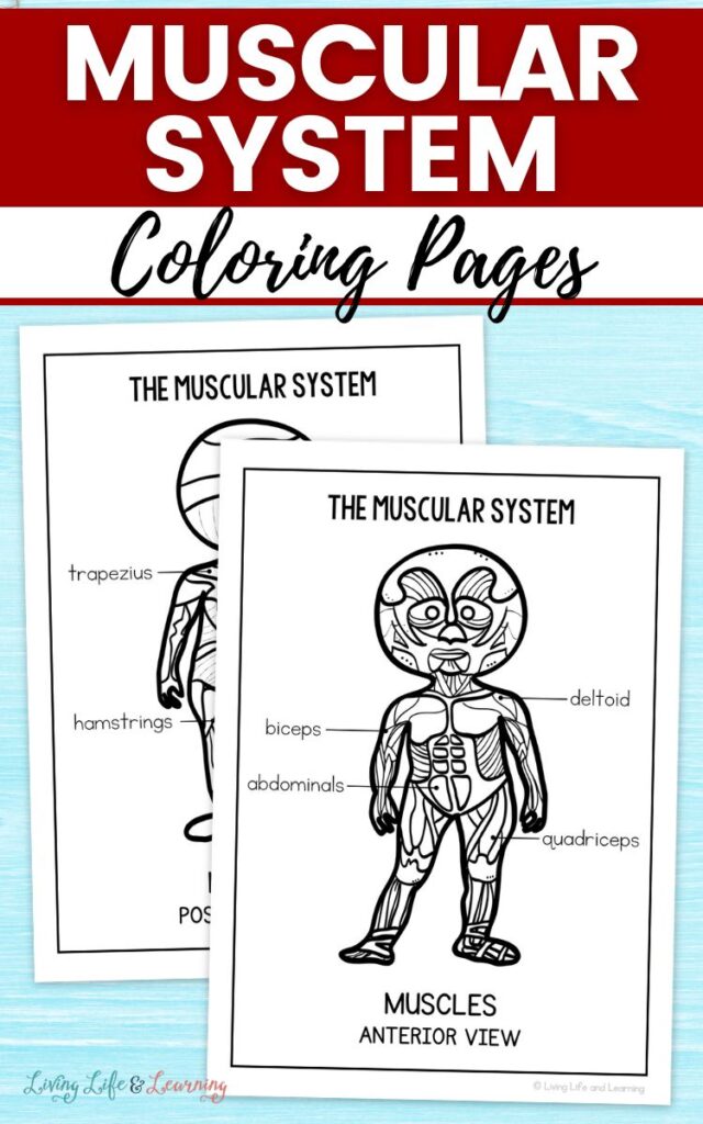 Muscular System Coloring Pages