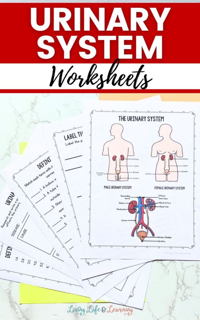 Urinary System Worksheets