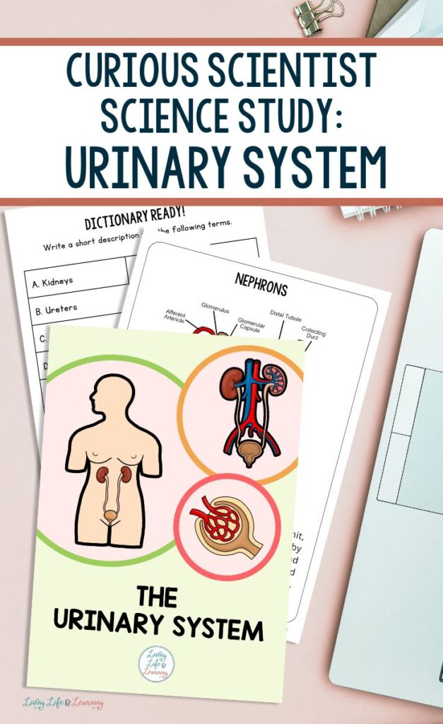Curious Scientist Science Study: Urinary System