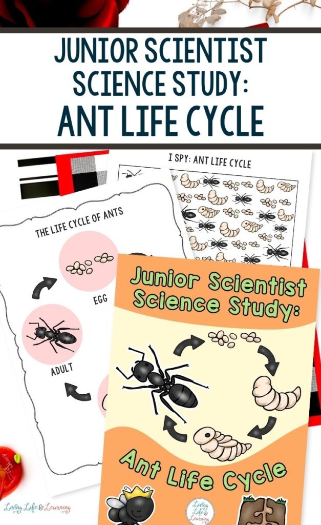 Junior Scientist Science Study: Ant Life Cycle