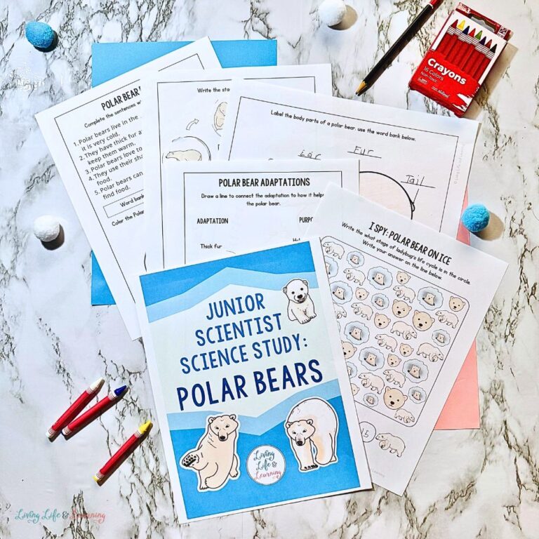 Junior Scientist Science Study: Polar Bears