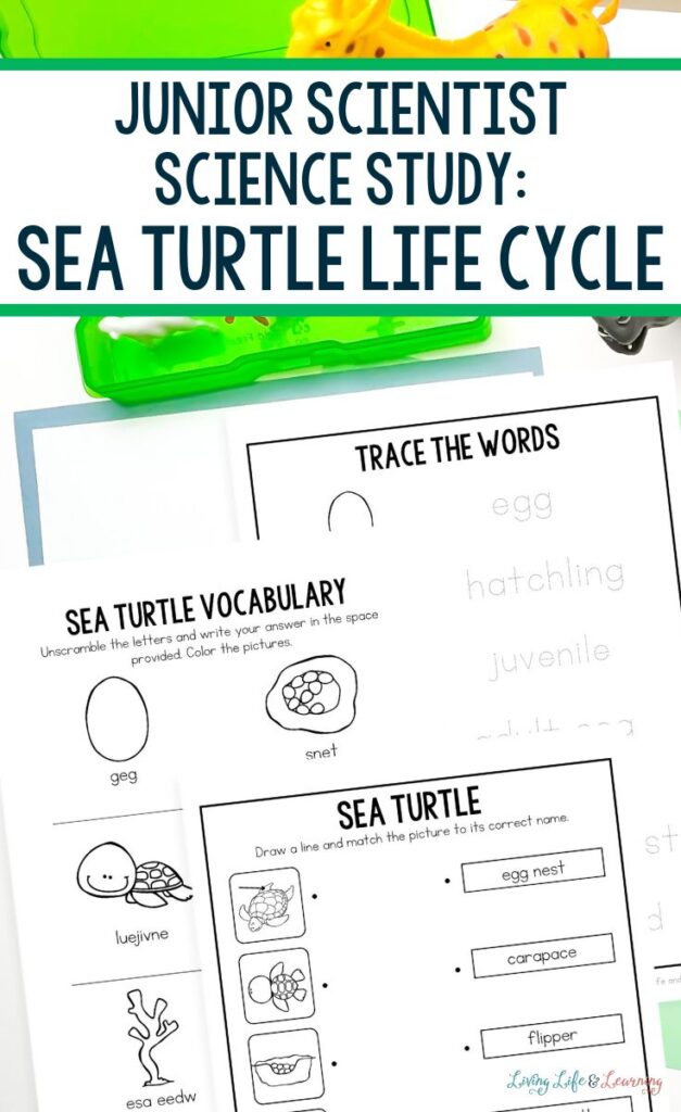 Junior Scientist Science Study: Sea Turtle Life Cycle