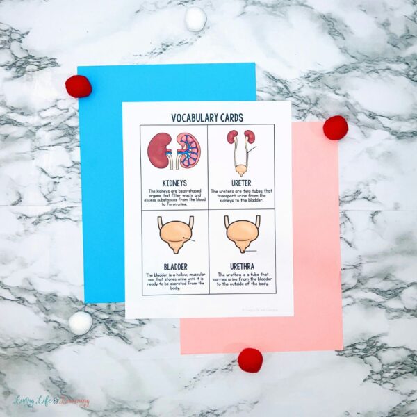Curious Scientist Science Study: Excretory System