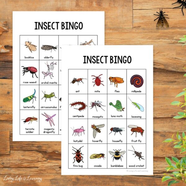 Insect Bingo Printable