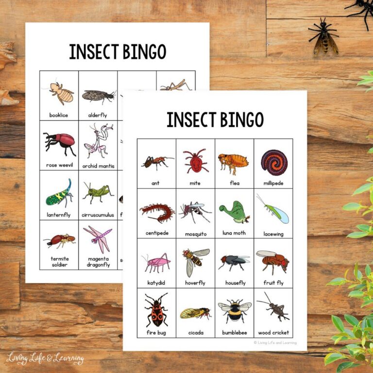 Insect Bingo Printable