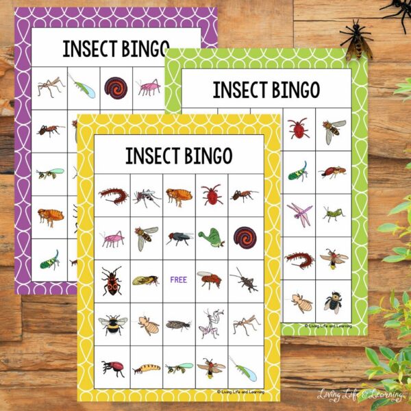 Insect Bingo Printable