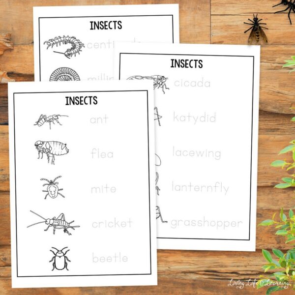 Junior Scientist Writing Pack: Insects