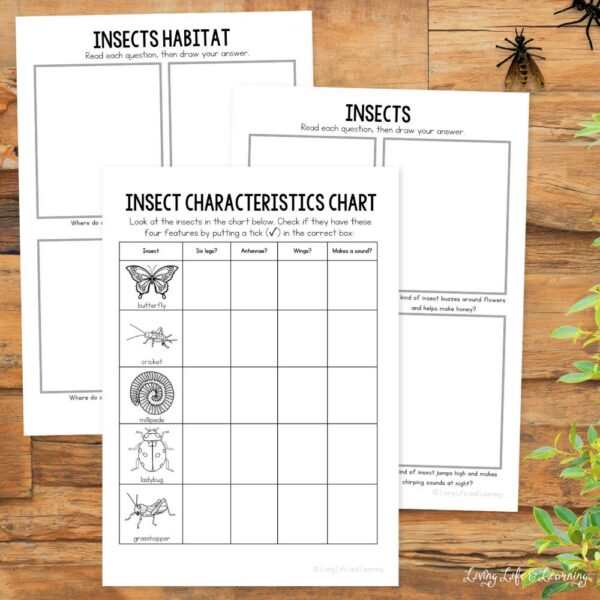 Junior Scientist Writing Pack: Insects
