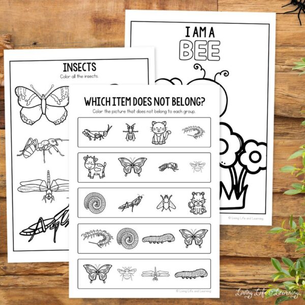 Little Learners Activity Pack: Insects