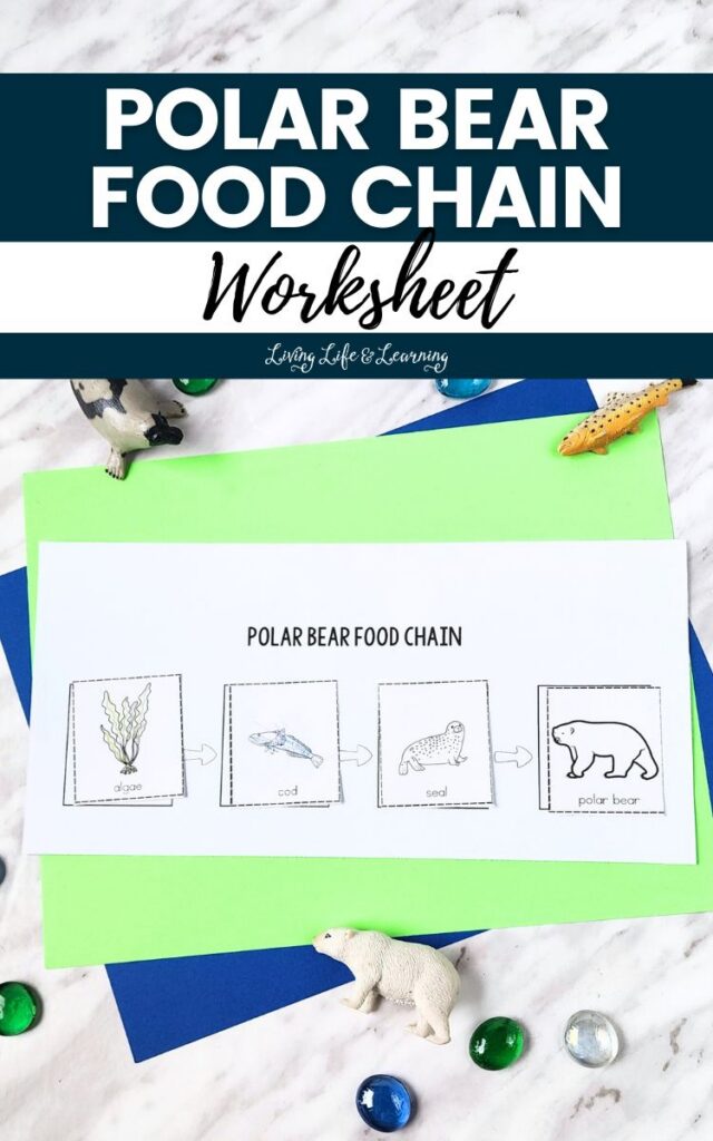 Polar Bear Food Chain Worksheet