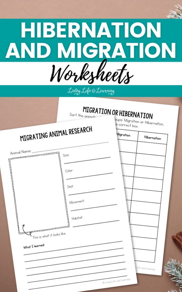 Hibernation and Migration Worksheets